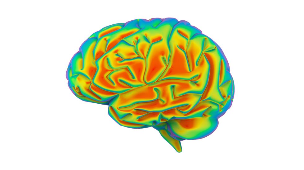 Healthy Brains Are Hotter Than You Think | leading brains Review